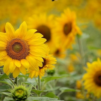 Dwarf Short Sunflower Seeds, Pack, Educational Growing Kit for Schools ...