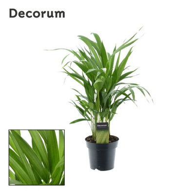 Dypsis Lutescens, 14cm Pot Size, 60cm Tall, Areca Palm,Indoor Houseplant