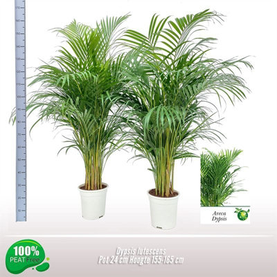 Dypsis Lutescens, 24cm Pot Size, 160cm Tall, Areca Palm,Indoor Houseplant