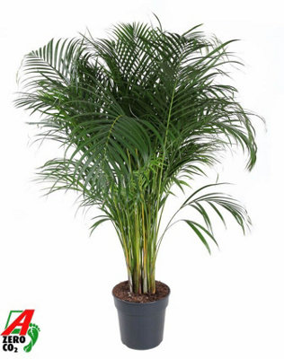 Dypsis Lutescens, 27cm Pot Size, 140cm Tall, Areca Palm,Indoor Houseplant