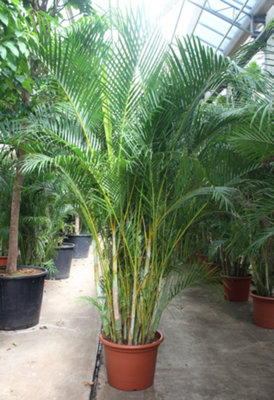 Dypsis Lutescens , 60cm Pot Size , 320cm Tall , Areca , Indoor ...