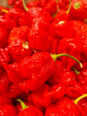 Dystopia Red Chilli Seeds - 10 Fresh Seeds