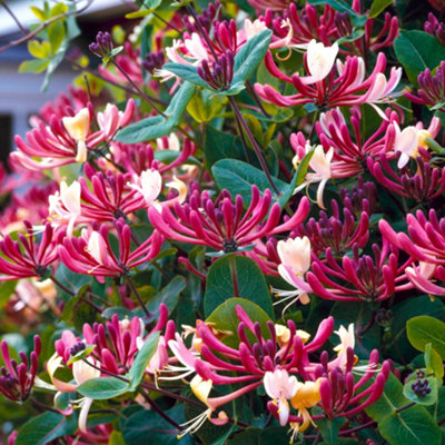 EARLY DUTCH HONEYSUCKLE LONICERA PERICLYMENUM BELGICA SELECT PLANT IN ...