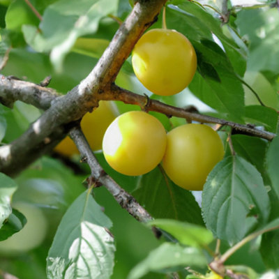 Early Transparent Gage (Prunus domestica) Tree - 7Ltr Potted