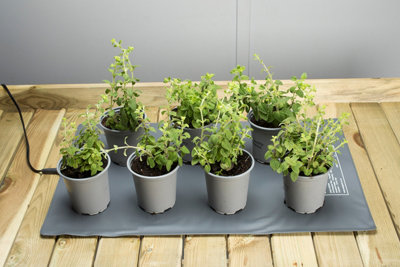 EarlyGrow Large Heated Propagator Seedling Germination Mat - 55x35cm