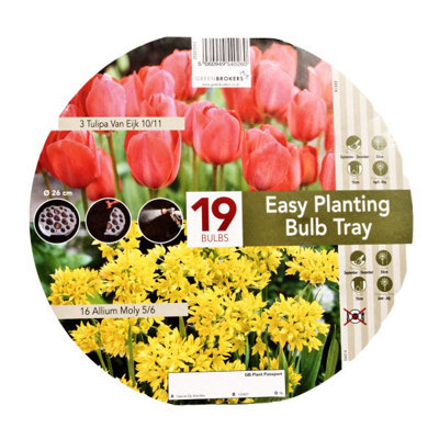 Easy Planting Tray Tulip & Allium - Orange & Yellow (19 Bulbs) Bee Friendly