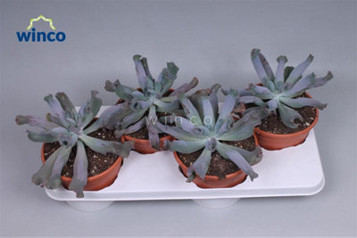 Echev Culebra, 17cm Pot Size, 25cm Tall, Echeveria, Indoor Houseplant