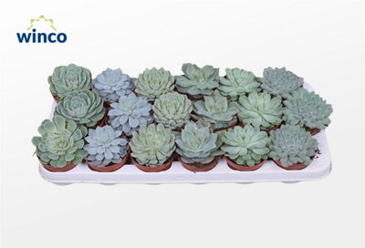 Echev Mixed Aqua, 508cm Pot Size, 15cm Tall, Succulent, Indoor Houseplant