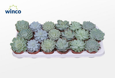 Echev Mixed Aqua, 508cm Pot Size, 15cm Tall, Succulent, Indoor Houseplant