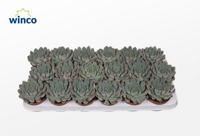 Echev Pink Edge, 508cm Pot Size, 10cm Tall, Kalanchoe