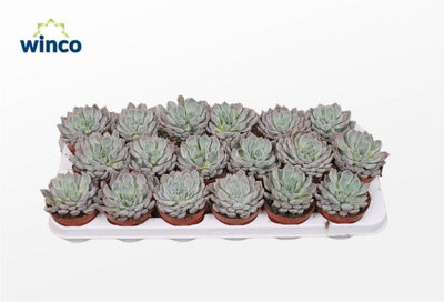 Echev Rosea, 508cm Pot Size, 15cm Tall, Succulent