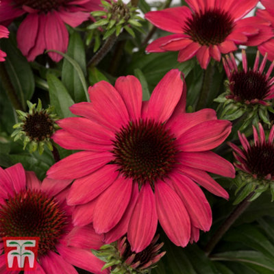 Echinacea Cone Flower SunMagic Vintage Red 3 Jumbo Plug Plants 50mm ...