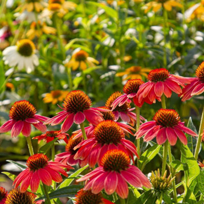 Echinacea Red Coneflower Seed Packet Vibrant Blooms Pollinator ...