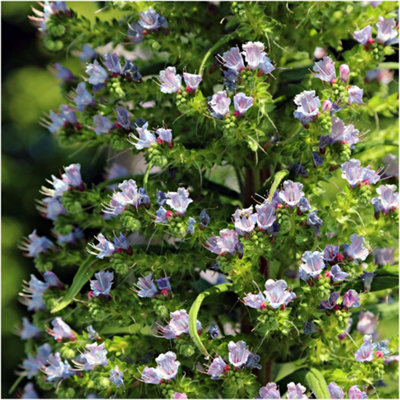 ECHIUM PININANA, GIANT VIPER'S BUGLOSS, FUNNEL SHAPED BLUE FLOWERS, IN ...