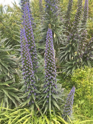 Echium pininana Plug plant Giant Echium