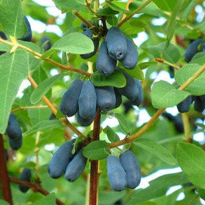 Edible Honeysuckle - Lonicera caerulea 'Blue Velvet' (Honeyberry) - In ...