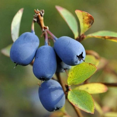 Edible Honeysuckle - Lonicera caerulea 'Blue Velvet' (Honeyberry) - In ...