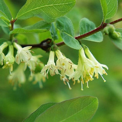 Edible Honeysuckle - Lonicera caerulea 'Blue Velvet' (Honeyberry) - In ...