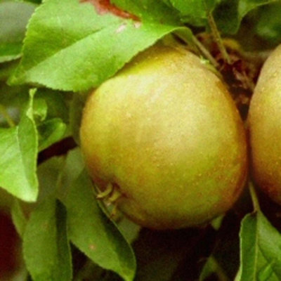 Egremont Russet Apple Fruit Tree 4ft Supplied in a 7.5 Litre Pot
