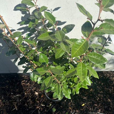 Elaeagnus Ebbingei Compacta Hedge Plant, 80-100cm, 10 Litre Pot