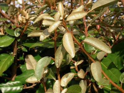 Elaeagnus Ebbingei Evergreen Fragrant Garden Flowering Shrub Plant