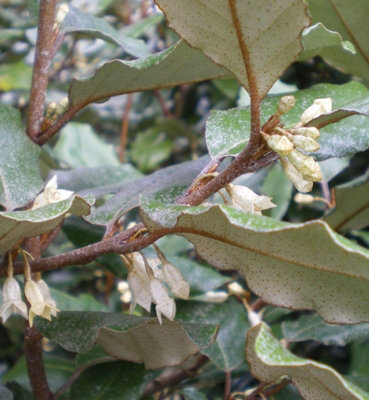 Elaeagnus Ebbingei Shrub in 5L Pot - 1m Oleaster Silverberry Evergreen ...