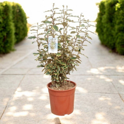 Elaeagnus Ebbingei Viveleg Shrub in 9L Pot - 1m Oleaster Silverberry ...