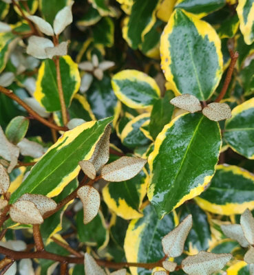 Elaeagnus Ebbingei Viveleg Shrub in 9L Pot - 1m Oleaster Silverberry ...