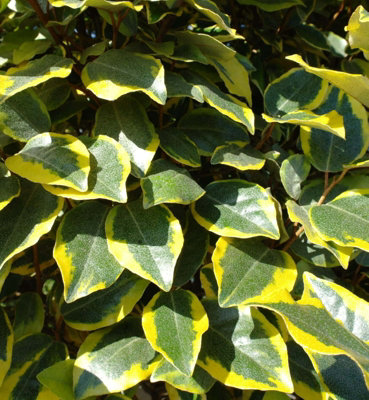 Elaeagnus Ebbingei Viveleg Shrub in 9L Pot - 1m Oleaster Silverberry ...