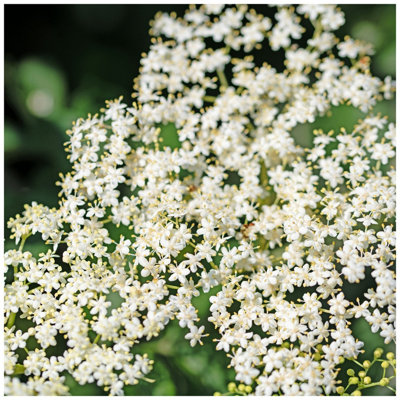 Elder Flower Tree Plant 1-2ft in a 1L Pot, Make Elderberry Wine ...