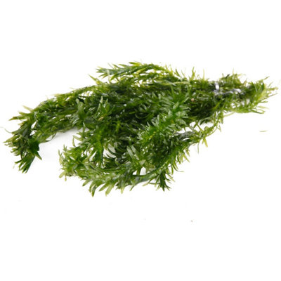 Elodea Densa - Live Aquarium Plant for Freshwater Tropical Tanks ...