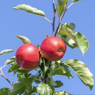 Elstar Apple Tree - Sweet Crunchy Dessert Fruit. RHS Award-Winner ...
