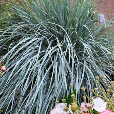 Elymus magellanicus - Magellan's Wild Rye Grass, Ornamental Grass, Full ...