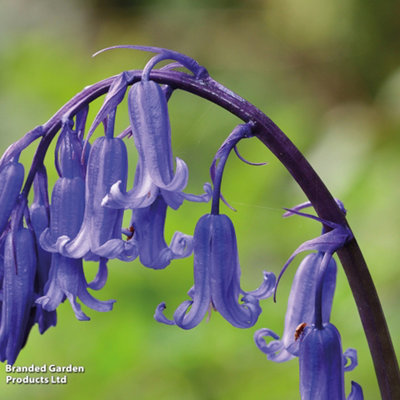 English Bluebell (Hyacinthoides non-scripta) - 10 Bulbs - Spring Flowering