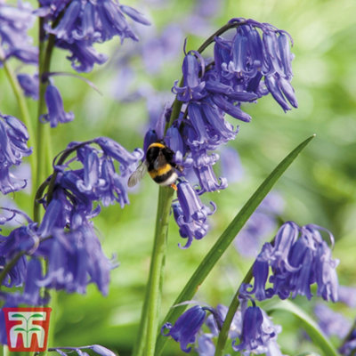 English Bluebells - 30 Bulbs - Spring Flowering - Scented
