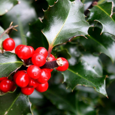 ENGLISH HOLLY ILEX AQUIFOLIUM HEDGING PLANT 9CM POT