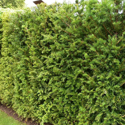 English Yew 125/150cm Root ball Pack of 10 - Hedges Direct | DIY at B&Q