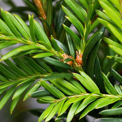 English Yew 40cm Height Evergreen Hedge Plant Pack of 12