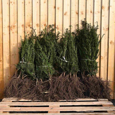 English Yew 60/80cm bare root x 500 Pack- Hedges Direct