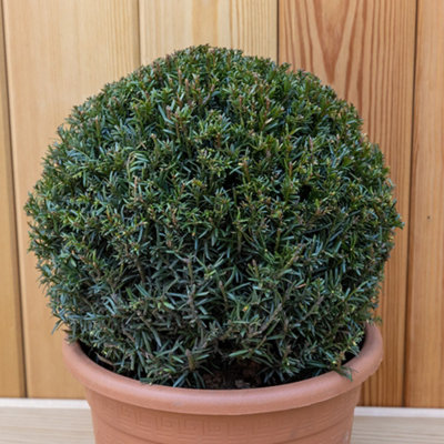 English Yew Conifer Ball Taxus Baccata Evergreen Plant 4L pot 30cm ...