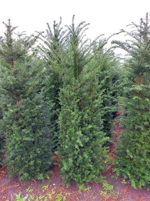 ENGLISH YEW HEDGING PLANTS TAXUS BACCATA X15 6-7FT FULL PALLET OF ...