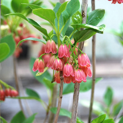 Enkianthus Red Bells Garden Shrub - Bell-Shaped Red Blooms, Green ...