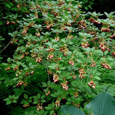 Enkianthus Red Bells Garden Shrub - Bell-Shaped Red Blooms, Green ...