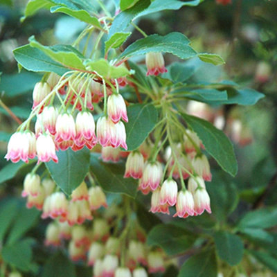 Enkianthus Red Bells Garden Shrub - Bell-Shaped Red Blooms, Green ...