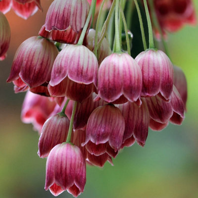 Enkianthus Red Bells Garden Shrub - Bell-Shaped Red Blooms, Green ...