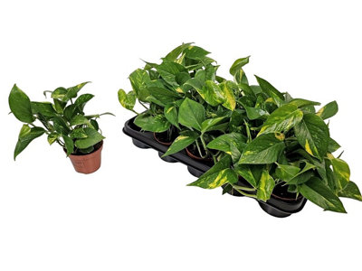 Epipr Pi Aureum, 11cm Pot Size, 15cm Tall, Marble Queen Pothos, Indoor ...