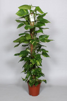 Epipr Pi Aureum, 27cm Pot Size, 150cm Tall, Marble Queen Pothos, Indoor ...