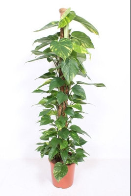 Epipremnum Pi Aureum, 27cm Pot Size, 150cm Tall, Pothos, Indoor Houseplant