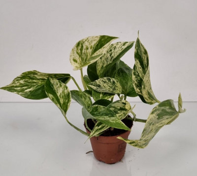 Epipremnum Pi Marble Queen, 508cm Pot Size, 10cm Tall, Pothos, Indoor ...