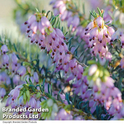Erica darleyensis Darley Dale 9cm Potted Plant x 2